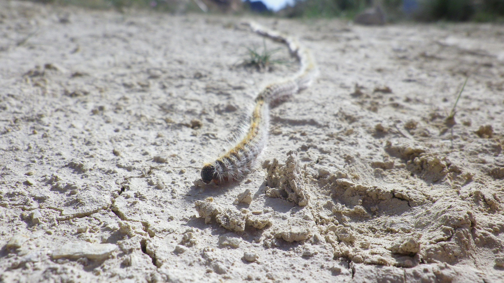 Processierups bestrijden? Dat doe je zo - Chatpgpt Tekst